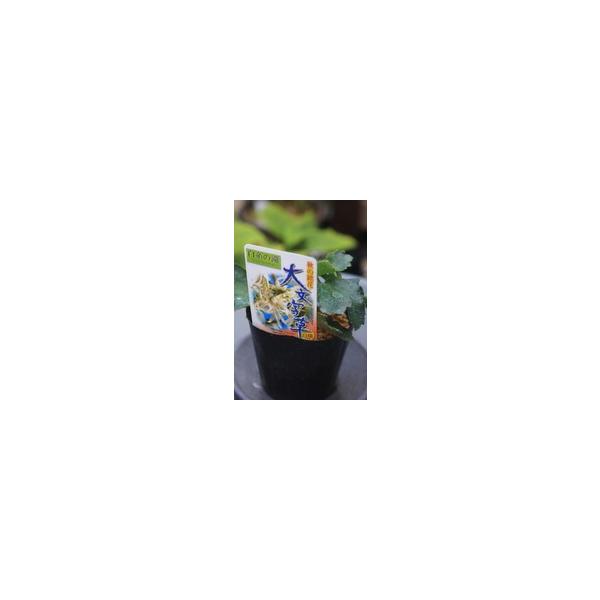 大文字草「白糸の滝」【年　生】　多年草(宿根草)【花　色】　白【花　期】　秋【草　丈】　20cm【日　照】　日陰【耐寒性】　寒さに強い（耐寒性あり）☆栽培方法大文字草は日本各地の山地に自生する花で、栽培は比較的容易です。栽培は水はけの良い土...