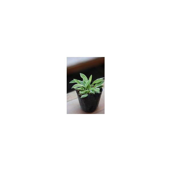 文鳥香ギボウシ【年　生】　多年草(宿根草)【花　色】　紫【花　期】　夏【草　丈】　30cm【日　照】　半日陰【耐寒性】　寒さに強い（耐寒性あり）