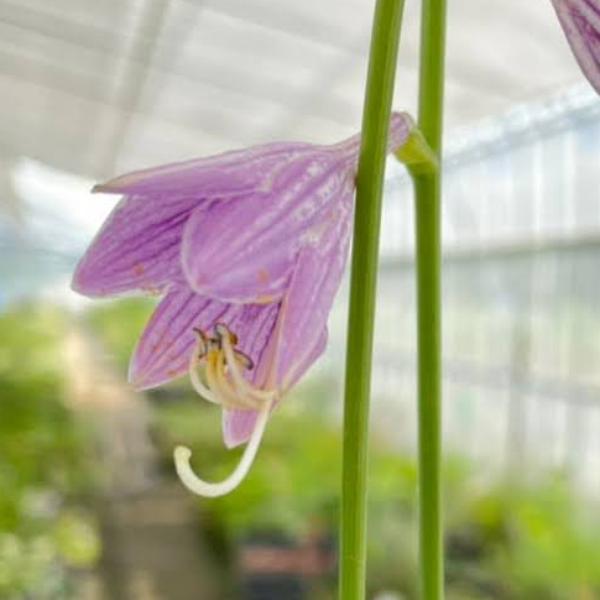 ギボウシ　ゴールデンティアラ　ポット苗【花　色】　紫【花　期】　夏【草　丈】　30cm【日　照】　半日陰ギボウシ・ゴールデンティアラは、ユリ科の宿根草です。一般的なギボウシと比べて葉が長さ約12cmと小さく、株は高さ約40cm×幅は約100...