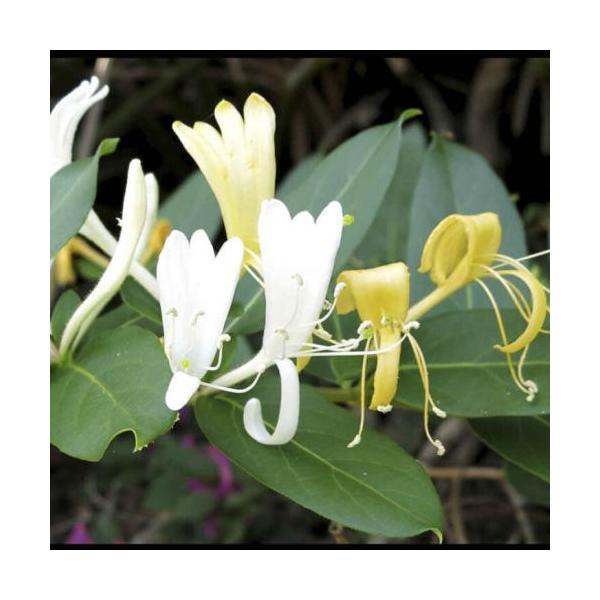 スイカズラ　ポット苗【学　名】　Lonicera japonica【年　生】　多年草(宿根草)【花　色】　白【花　期】　初夏【草　丈】　つる性【日　照】　日向【耐寒性】　寒さに強い（耐寒性あり）