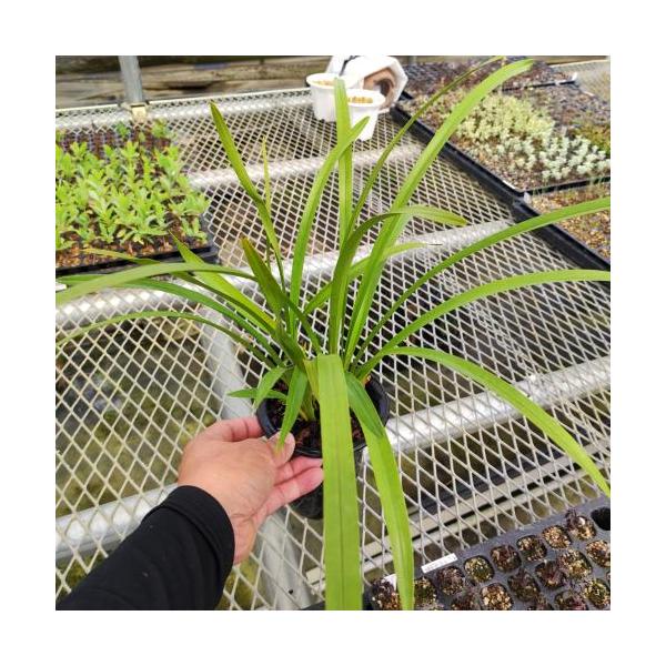 キンリョウヘン 金稜辺　４号　大苗　現状花芽ありません。来年春開花見込みサイズです。【学　名】　Cymbidium pumilum【年　生】　多年草(宿根草)【花　色】　赤【花　期】　春【草　丈】　30cm【日　照】　半日陰【耐寒性】　やや...