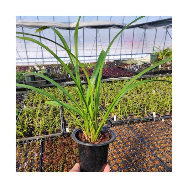 【発売日：2026年02月05日】この商品は予約販売になります。お届け時期は２月初旬です。【本州・四国送料無料】キンリョウヘン 金稜辺 赤花 花芽３芽あり 令和８年春開花見込み 4号ポット苗 日本ミツバチ捕獲用にどうぞ/花苗/販売/通販【年...