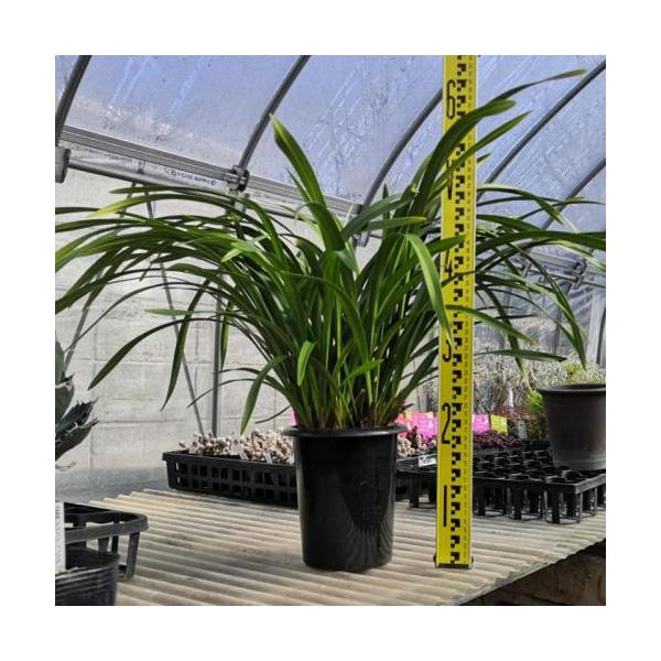 送料無料　キンリョウヘン（金稜辺）５．５号鉢 花芽７本立ち 令和８年春開花見込み 日本ミツバチ捕獲用にどうぞ【学　名】　Cymbidium floribundum【年　生】　多年草(宿根草)【花　色】　赤【花　期】　春【草　丈】　60cm【...