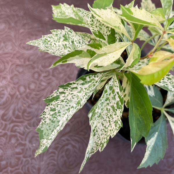 斑入りアメリカヅタ　ポット苗【学　名】　Parthenocissus quinquefolia【年　生】　樹木【花　色】　観葉【花　期】　初夏【草　丈】　つる性【日　照】　半日陰【耐寒性】　寒さに強い（耐寒性あり）