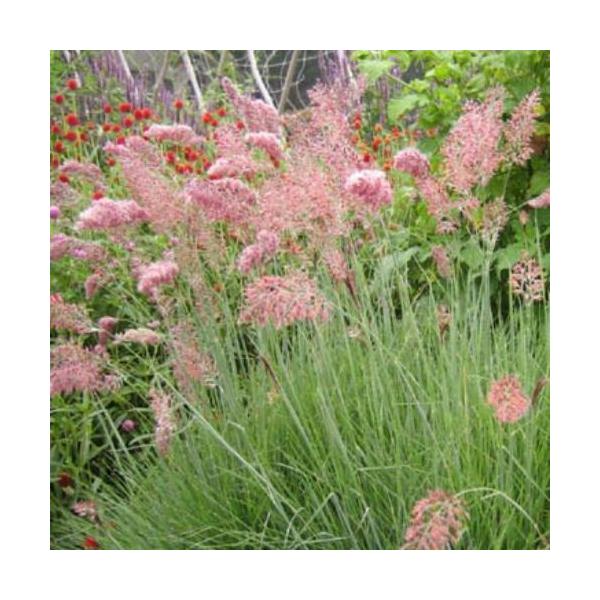 メリニス　サバンナ　9cmポット苗【年　生】　多年草(宿根草)【花　色】　桃【花　期】　秋【草　丈】　40cm【日　照】　日向【耐寒性】　やや寒さに強い（半耐寒性）メリニス　サバンナ　ポット苗春から夏にかけて、ブルーグリーンの細い葉を茂らせ...