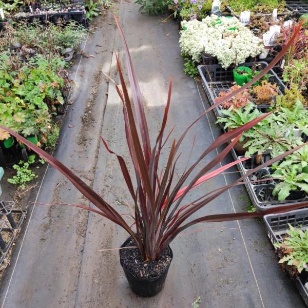 銅葉系ニューサイラン プルプレア　12〜15ｃｍポット苗【学　名】　Phormium tenax 'Purpurea'【年　生】　多年草(宿根草)【花　色】　観葉【花　期】　夏【草　丈】　100cm【日　照】　日向【耐寒性】　やや寒さに強い...