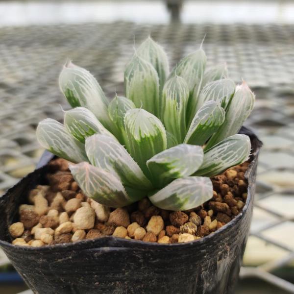 多肉植物 ハオルチア ピリフェラ錦　7.5〜9cmポット苗【学　名】　Haworthia cooperi var. pilifera f.variegata【年　生】　多年草(宿根草)【花　色】　白【花　期】　初夏【草　丈】　5cm【日　照...
