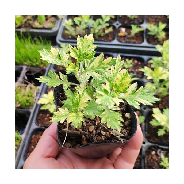 斑入りヨモギ　3号ポット苗【学　名】　Artemisia princeps【年　生】　多年草(宿根草)【花　色】　観葉【日　照】　日向【耐寒性】　寒さに強い（耐寒性あり）