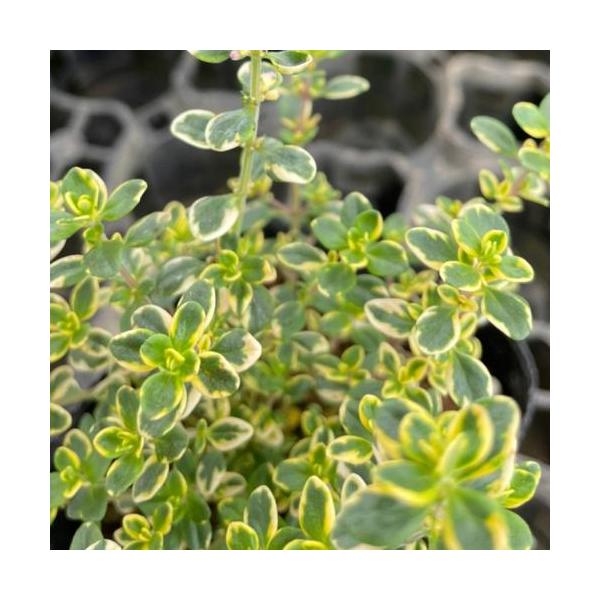 タイム　ゴールデンクイーン　ポット苗【学　名】　Thymus x citriodorus 'Golden Queen'【年　生】　多年草(宿根草)【花　色】　紫【花　期】　初夏【草　丈】　10cm【日　照】　日向【耐寒性】　寒さに強い（耐寒...