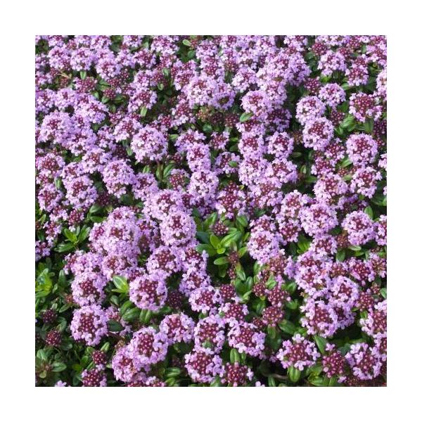 タイム　ロンギカウリス　9cmポット苗【学　名】　Thymus longicaulis【年　生】　多年草(宿根草)【花　色】　桃【花　期】　春【草　丈】　匍匐性【日　照】　日向【耐寒性】　寒さに強い（耐寒性あり）【耐暑性】　暑さに強い（耐暑...