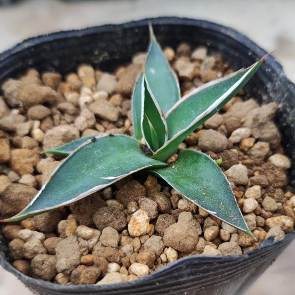 多肉植物 アガベ フィリフェラ コンパクタ 乱れ雲　7.5〜9cmポット苗【学　名】　Agave filifera var. compacta【年　生】　多年草(宿根草)【花　色】　観葉【日　照】　日向【耐寒性】　やや寒さに強い（半耐寒性）...