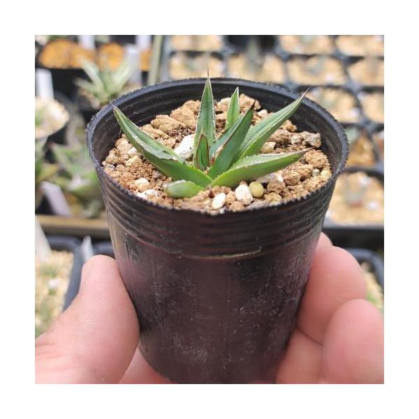 多肉植物 アガベ　笹の雪　2.5号ポット苗【学　名】　Agave victoriae reginae【年　生】　多年草(宿根草)【花　色】　観葉【草　丈】　10cm【日　照】　日向【耐寒性】　やや寒さに強い（半耐寒性）【耐暑性】　暑さに強い...