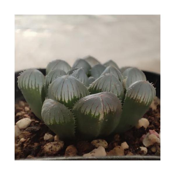 多肉植物 ハオルチア 巨大赤線オブツーサ　7.5〜9cmポット苗【年　生】　多年草(宿根草)【花　色】　観葉【花　期】　初夏【草　丈】　5cm【日　照】　半日陰【耐寒性】　やや寒さに強い（半耐寒性）【耐暑性】　暑さに強い（耐暑性あり）