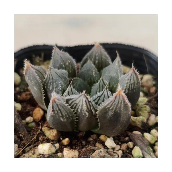 ハオルチア　初夢殿　7.5cmポット苗【学　名】　Haworthia 'Hatsuyumedono'【花　色】　観葉