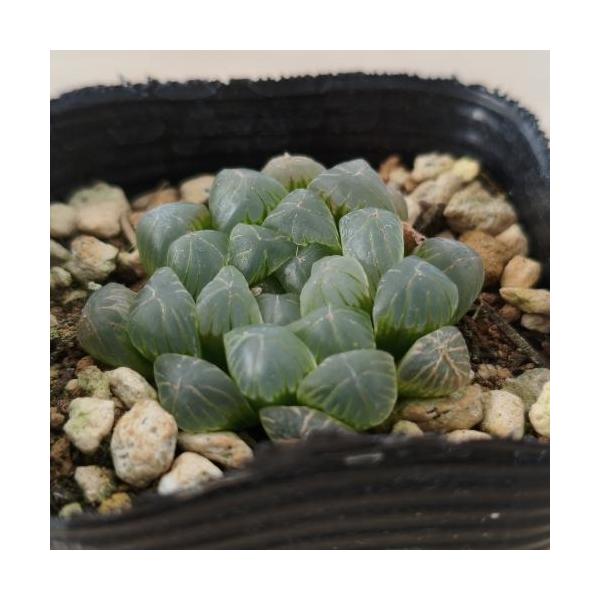 ハオルチア　雫石　7.5cmポット苗【学　名】　Haworthia obtusa【花　色】　観葉