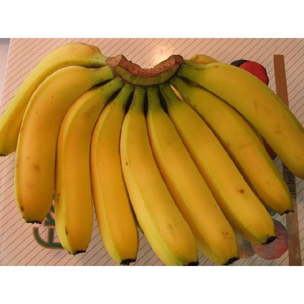 フィリピン産完熟バナナ１５本１本約１００g食べ頃　お申し付けください。(すぐ食べ頃、２〜３日後、５日〜７日後)など賞味期間は約３日です。送料別商品です。