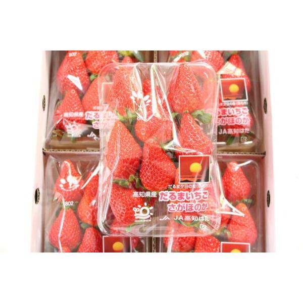 おおつぶイチゴ高知県産　さがほのか1パック1パック約300グラム賞味期間約３日冷蔵庫で保存して下さい。のし紙対応　お申し付け下さい。送料別商品です。ご注文後こちらで送料加算させていただきます。