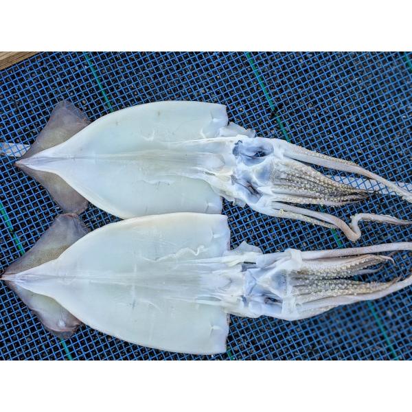 【発売日：2021年10月28日】蒲郡スルメイカ一夜干し2枚入り！手開き！天日干し！がまごおり撰魚認定　さっと焼いてお召し上がりください。天ぷらにしても美味しいです！