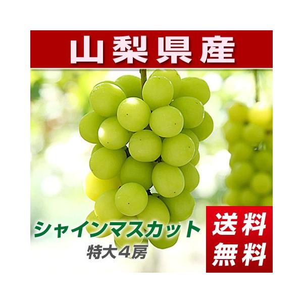 【発売日：2026年08月25日】大粒で、平均糖度が２０度前後あり、種がなく、皮が薄く、果汁たっぷりでとてもおいしい品種です。マスカット独特の高貴で豊かな香りも見逃せません。当店のイチオシの品種です。皮のまま口に入れて、まるごと召し上がるス...