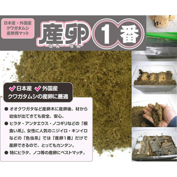日本産・外国産クワガタムシ産卵用マット※メーカー直送品になります。クヌギ100%の朽ち木を使用し、独自の方法でパウダー状にまで細かく仕上げた産卵用超微粒子マットです。無添加。オオクワガタ、ヒラタクワガタ、ノコギリクワガタ、ニジイロクワガタな...