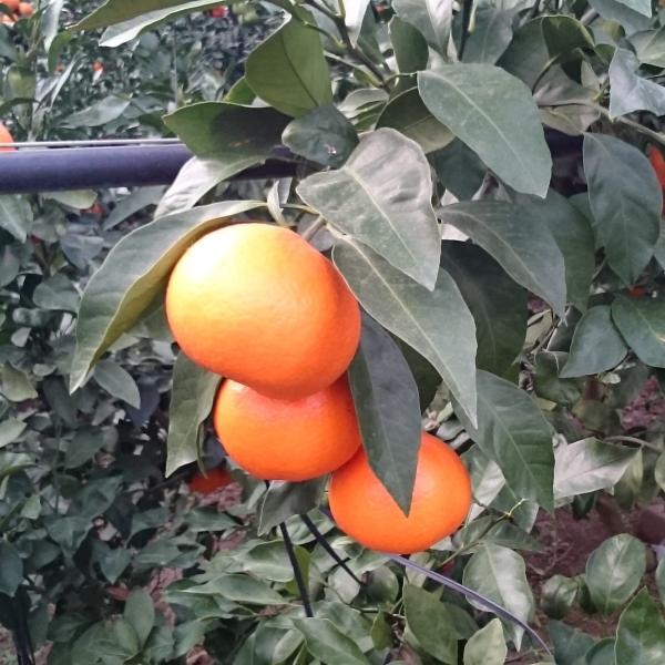 【発売日：2025年12月10日】長年の研究の末たどり着いた、絶品のみかんです。一般に流通しているものと比べ食味がズバ抜けて良く、甘さの基準である糖度は平均13度（％）以上です。※こちらは等級【優】の商品となります。果実外観に少々の擦れ痕等...