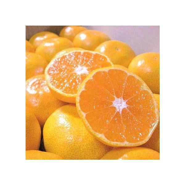 本場和歌山のの濃厚な味わいの温州みかんです。10月中旬頃からお召し上がりいただける『ゆら早生みかん』は極早生みかんの中でも一番美味しい！と言われるみかんです。冬のみかんまで待てないっと言う方はぜひ食べてみてください。11月下旬頃からは冬のみ...