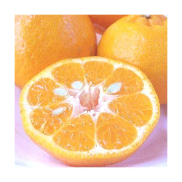 【発売日：2016年01月10日】糖度チェックでは、なんと！14.2度でした。外皮の厚さが温州みかん程度でむきやすく、果肉を包む袋は柔らかいので、そのまま食べられます。種がありますが、糖度が高くポンカン独特の香りがあり人気のあるみかんです。...