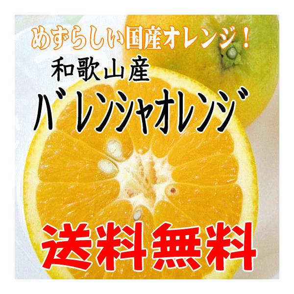 国産のバレンシアオレンジはとても貴重なんです。この商品は傷あり（訳あり）商品ですがご自宅でお召し上がる分には十分です。中身は変わりありません◆販売期間：6月〜7月◆産地：和歌山県◆≪送料無料≫ですが一部地域は送料追加となります【北海道150...