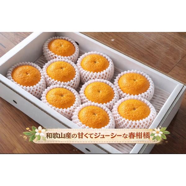 温州みかんと八朔の交配種でまだ生産量も少ない、希少な柑橘です。甘くてジューシー◆容量：約2.3kg◆販売期間：2月頃◆産地：和歌山県◆≪送料無料≫ですが一部地域は送料追加となります【北海道1500円、沖縄2000円】
