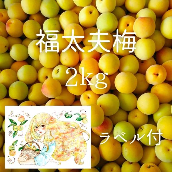 高品質の、梅酒、梅シロップ用の梅です。【出荷時期】６月下旬を予定しております。入荷次第出荷させていただきます。出荷日、お届け日はメールにてご連絡いたします。クール便配送。【特徴】福太夫梅は、黄色く完熟してから漬け込むことに適した梅です。黄色...