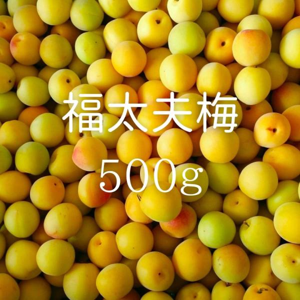 高品質の、梅酒、梅シロップ用の梅です。【出荷時期】６月下旬を予定しております。入荷次第出荷させていただきます。出荷日、お届け日はメールにてご連絡いたします。昨今の高気温の影響のため、クール便にて配送。【特徴】福太夫梅は、黄色く完熟してから漬...