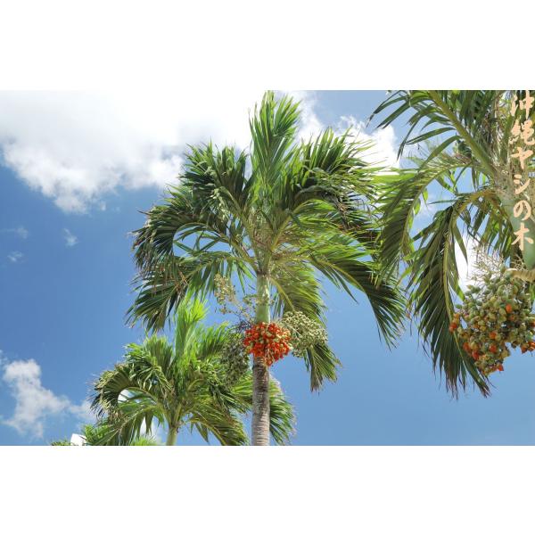 ・温暖な沖縄で生育する健康な木々より、今シーズンに採れた新しい種子です。※画像はサンプルです。※外皮（果肉）は、色が変わったり、めくれたりすることがあります。