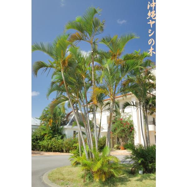 ・温暖な沖縄で生育する健康な木々より、今シーズンに採れた新しい種子です。※画像はサンプルです。※外皮（果肉）は、色が変わったり、めくれたりすることがあります。