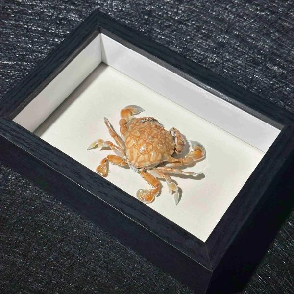 種類: frame crab 4-5cm種名: マトゥタ・ルナリス / サイズ: 4-5cm / 素材: 有機材料 / 用途: 教育用・インテリア・ギフト / 付属品: アクリルフレーム付き（フレームタイプ・アクリルタイプの2種類があります...