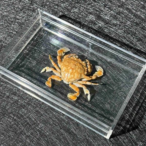 種類: Acrylic crab 4-5cm種名: マトゥタ・ルナリス / サイズ: 4-5cm / 素材: 有機材料 / 用途: 教育用・インテリア・ギフト / 付属品: アクリルフレーム付き（フレームタイプ・アクリルタイプの2種類があり...