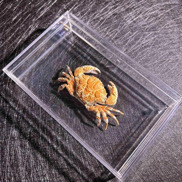 種類: Acrylic種名: デマニア・スカベリマ / 素材: 有機材料 / 用途: 教育用・科学ギフト / 対象年齢: 14歳以上 / 付属品: フレームまたはアクリルケース（選択可） / 原産地: 中国（発送元）