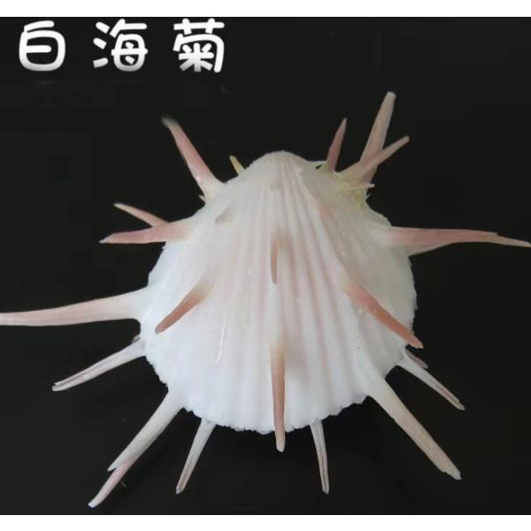 種名: 白海デイジーシェル / 素材: 有機材料 / サイズ: 約5〜8cm（個体差あり） / 原産地: Cn (原点) / 付属品: なし / 用途: ホームオーナメント、クラフト、コレクション、インテリア / 注意: 天然物のため、色や...