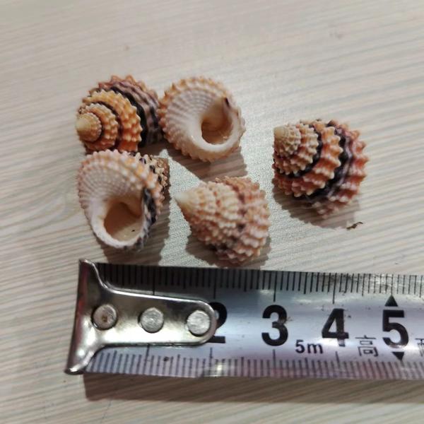 種類: No.6 1-2cm種名: Cypraeidae (例: Cypraea spp.) / 素材: 有機材料 / 用途: ヤドカリ用交換殻、水族館装飾、インテリア用 / 原産地: Cn (原点) / 推奨年齢: 14歳以上 / 注意:...