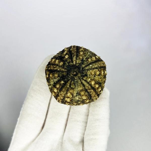 種類: Pumpkin 3-4CM種名: ウニ殻 / 素材: 有機材料 / サイズ: 1-8cm（個体差あり） / 用途: DIYクラフト、装飾、ランプ制作 / 注意: 天然物のため、色・形・大きさ・表面の凹凸に個体差があります。輸送中の衝...