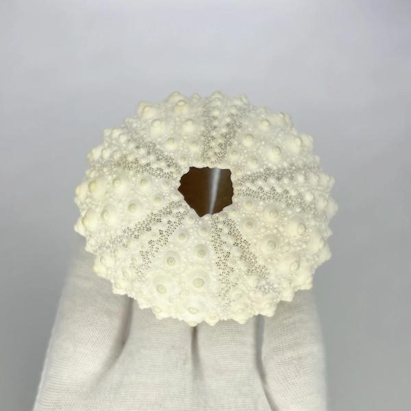 種類: stone urchin 6-8cm種名: ウニ殻 / 素材: 有機材料 / サイズ: 1-8cm（個体差あり） / 用途: DIYクラフト、装飾、ランプ制作 / 注意: 天然物のため、色・形・大きさ・表面の凹凸に個体差があります。...