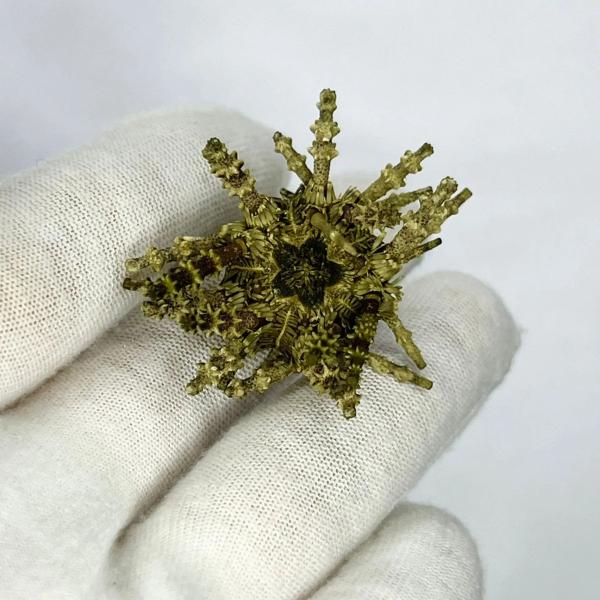 種類: straight-haired3-4cm種名: ウニ殻 / 素材: 有機材料 / サイズ: 1-8cm（個体差あり） / 用途: DIYクラフト、装飾、ランプ制作 / 注意: 天然物のため、色・形・大きさ・表面の凹凸に個体差がありま...