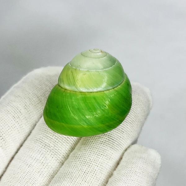 種類: グリーン 2-3cm種名: サザエ / サイズ: 5-7cm / 素材: 有機材料 / 用途: 水族館飾り、海洋テーマのインテリアオーナメント / 原産地: 中国 / ※天然物のため、色・模様・形・大きさに個体差があります。輸送中の...