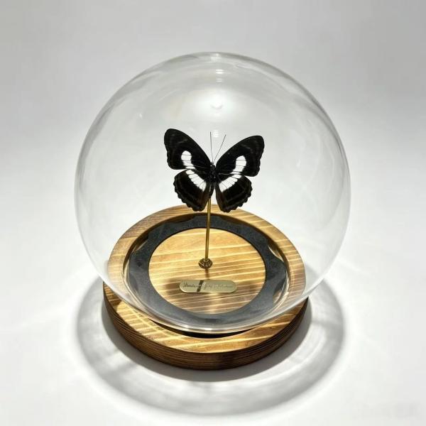 種類: XYD素材: ガラス, 木製 / サイズ: 高さ約12cm, 直径約15cm, 台座厚さ約1.6cm / 対象年齢: 14歳以上 / テーマ: アニマル / 付属品: ガラスカバー, 木製台座 / 製造国: 中国 / 注意: 天然物...