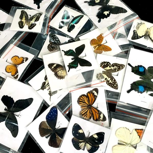 種類: Random 20 different / Real butterfly種類: 蝶標本 / 素材: 有機材料 / サイズ: Sサイズ 30×50mm、Mサイズ 50×80mm、Lサイズ 80×110mm（ランダム配送） / 数量: ...