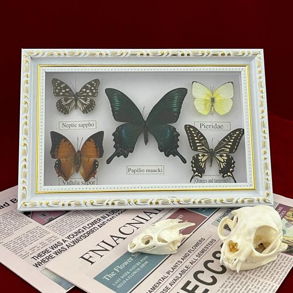 種類: A(Randm 5 Butterflie種類: 蝶標本 / 素材: 有機材料 / 付属品: フレーム付き / 用途: 壁飾り・インテリア・コレクション / ※標本は自然死した個体を使用しています / ※色や模様には個体差があります ...