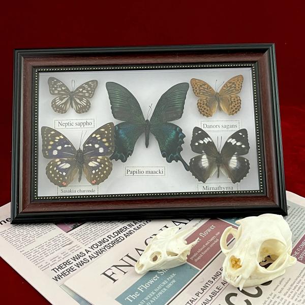 種類: B(Randm 5 Butterflie種類: 蝶標本 / 素材: 有機材料 / 付属品: フレーム付き / 用途: 壁飾り・インテリア・コレクション / ※標本は自然死した個体を使用しています / ※色や模様には個体差があります ...