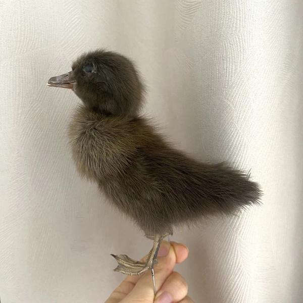 種類: 3PCS / grey duckling-01懸念される化学物質: なし / 素材: 有機材料 / テーマ: 動物