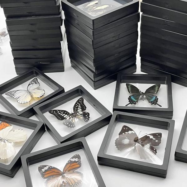 種類: 6 PCS種類: 蝶標本 / サイズ: 11cm×11cm / 素材: 有機材料 / 封入方式: 透明ソフトフィルム / デザイン: アールデコ風 / 付属品: フォトフレーム枠 / ※本物の蝶標本です。輸送中の影響で鱗粉がフィルム...