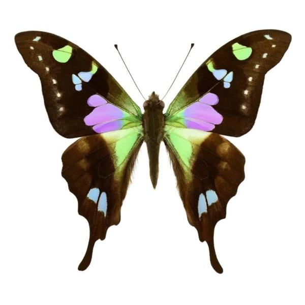 種類: 1pc種名: グラフィウム・ウィスケイ / 素材: 有機材料 / 仕様: 蝶標本 / 付属品: 風呂敷包み・額装 / 産地: 中国本土 / ※標本は生きた個体ではなく、自然に亡くなった個体を処理したものです。翅の鱗粉や脚・触角は輸送...
