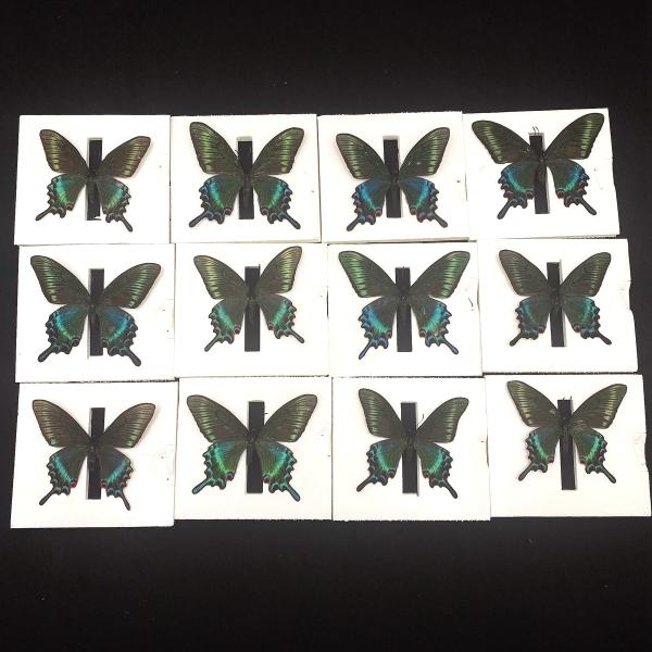 種類: 20pcs種名: パピリオ・マキイ (Papilio maackii) / サイズ: 約60〜80mm / 素材: 有機材料 / 梱包: OPP袋 / 用途: ホームデコレーション、手作り、額縁装飾 / ※標本は生きた個体ではなく、...